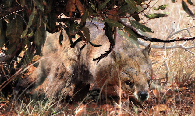 The Magic cafe: Исчезнувшая Южная Америка Велизара Симеоновски. Часть I ...