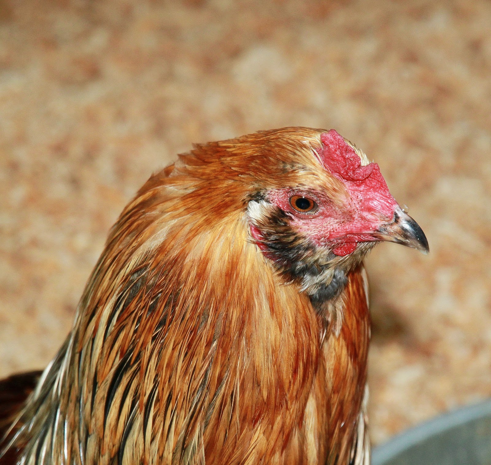 JD @ Christieview Farm: A bearded Ameraucana rooster has arrived at CVF