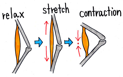 Hitting Revolution: Chapter5 Fundamental Knowledge of Sports Science