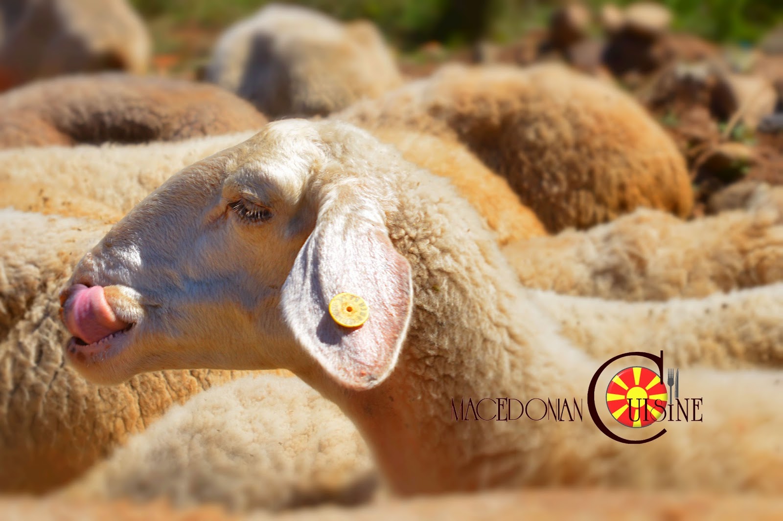SHEEP BREEDING IN MACEDONIA ~ Macedonian Cuisine