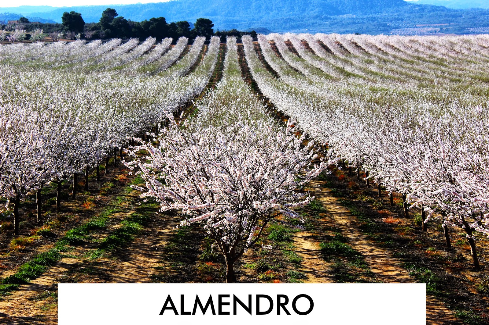 El Vivero de Abel S.L.