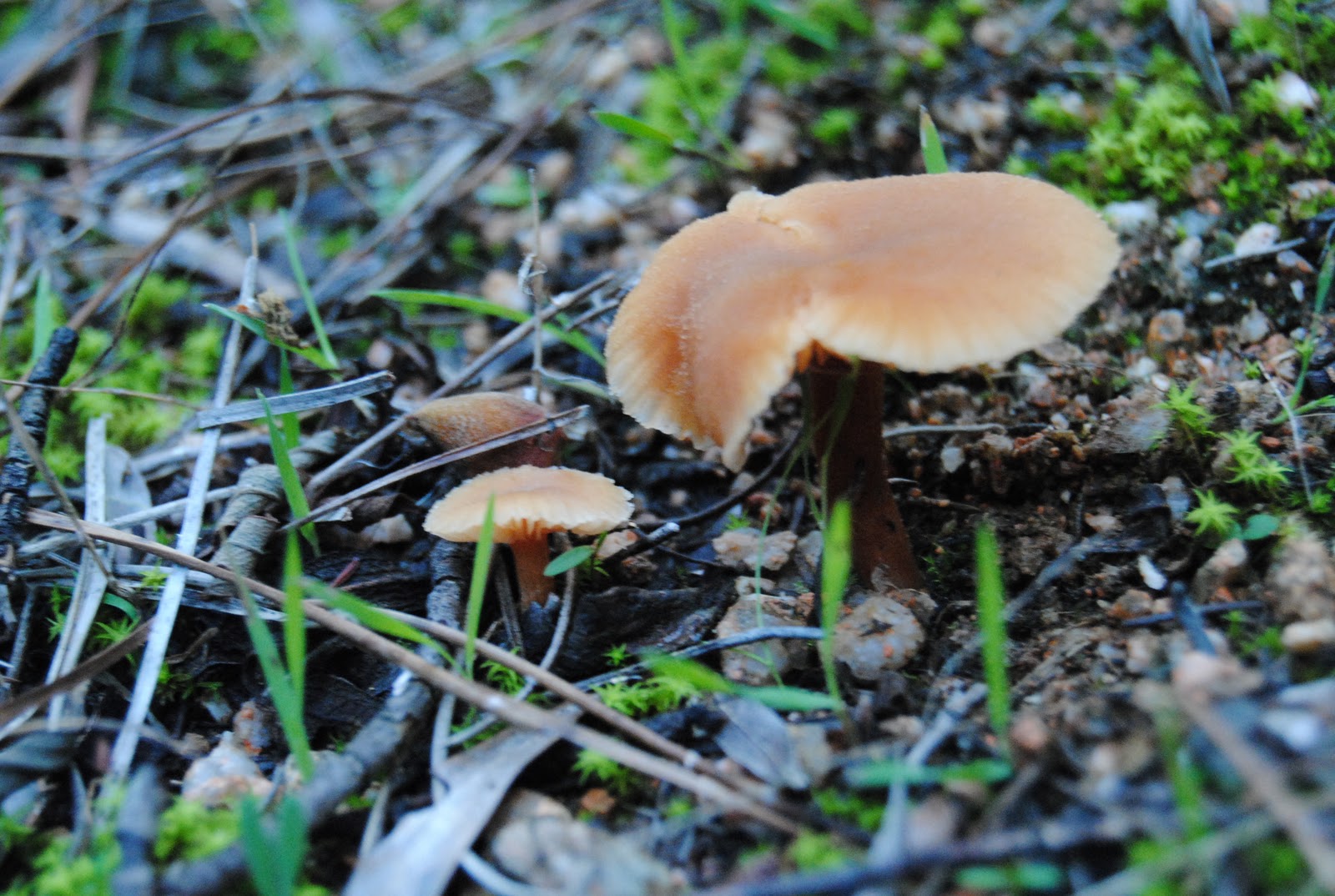 Supervivencia ef: Alimentándonos de Setas