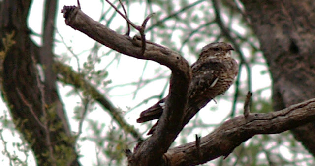 Arizona: Beetles, Bugs, Birds and more: Night Hawks