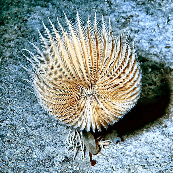 CRINOIDEA photos - wallpapers | the fun bank