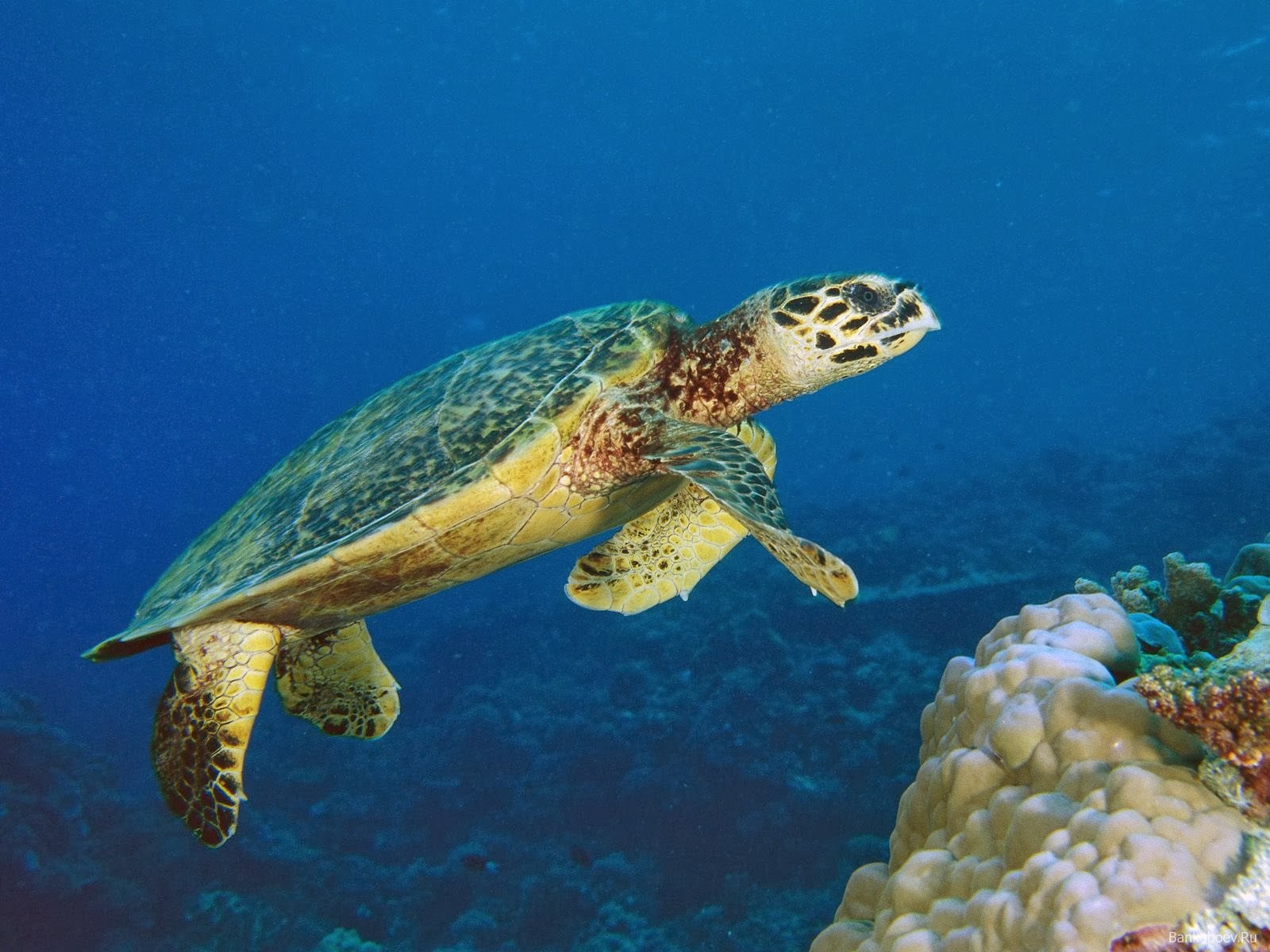 Sea Animals ~ Awesome Wallpapers