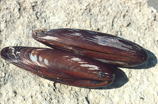 JASON Y EL MUNDO: El dátil de mar
