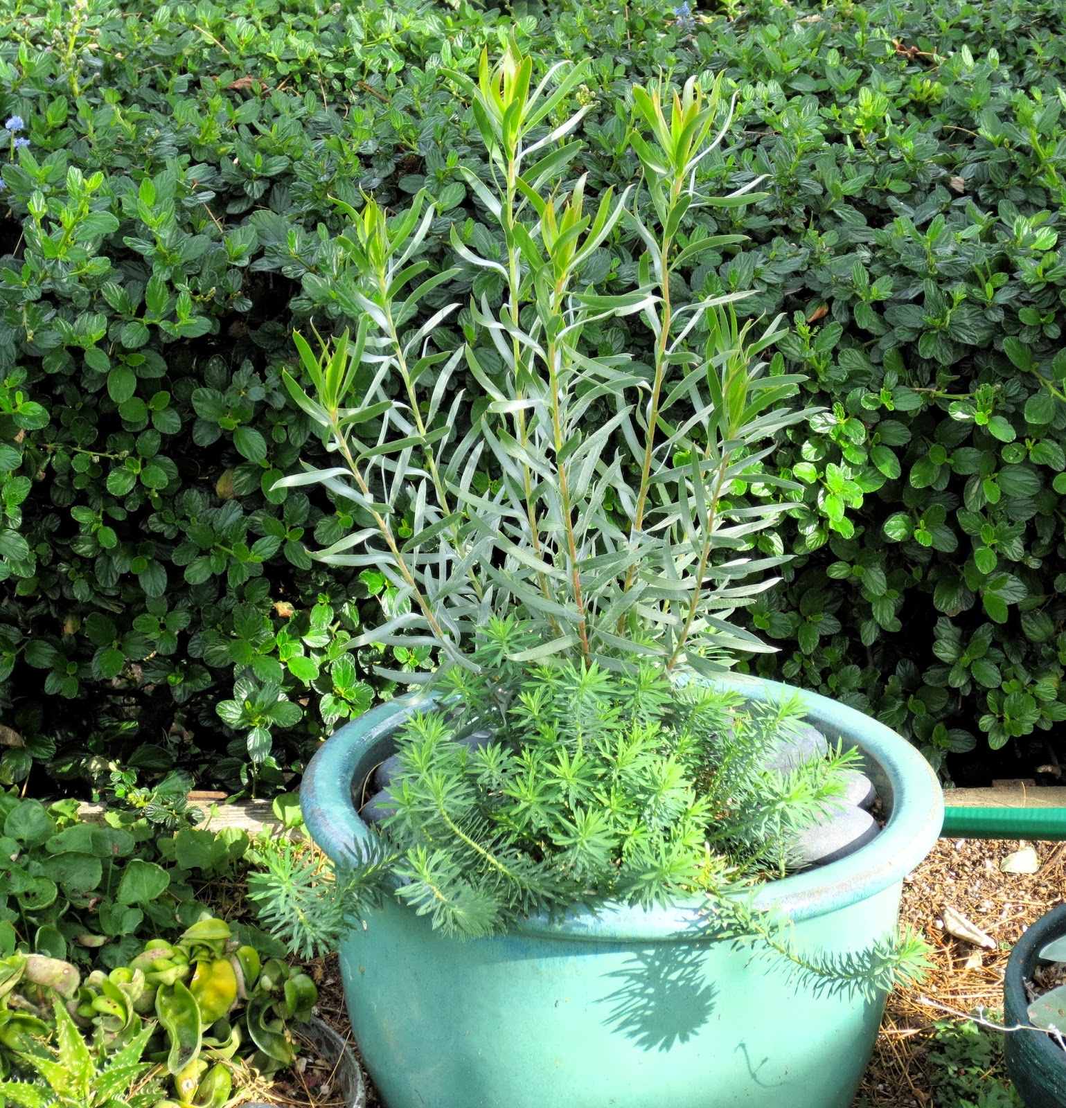 Late to the Garden Party: My favorite plant this week: Leucadendron ...