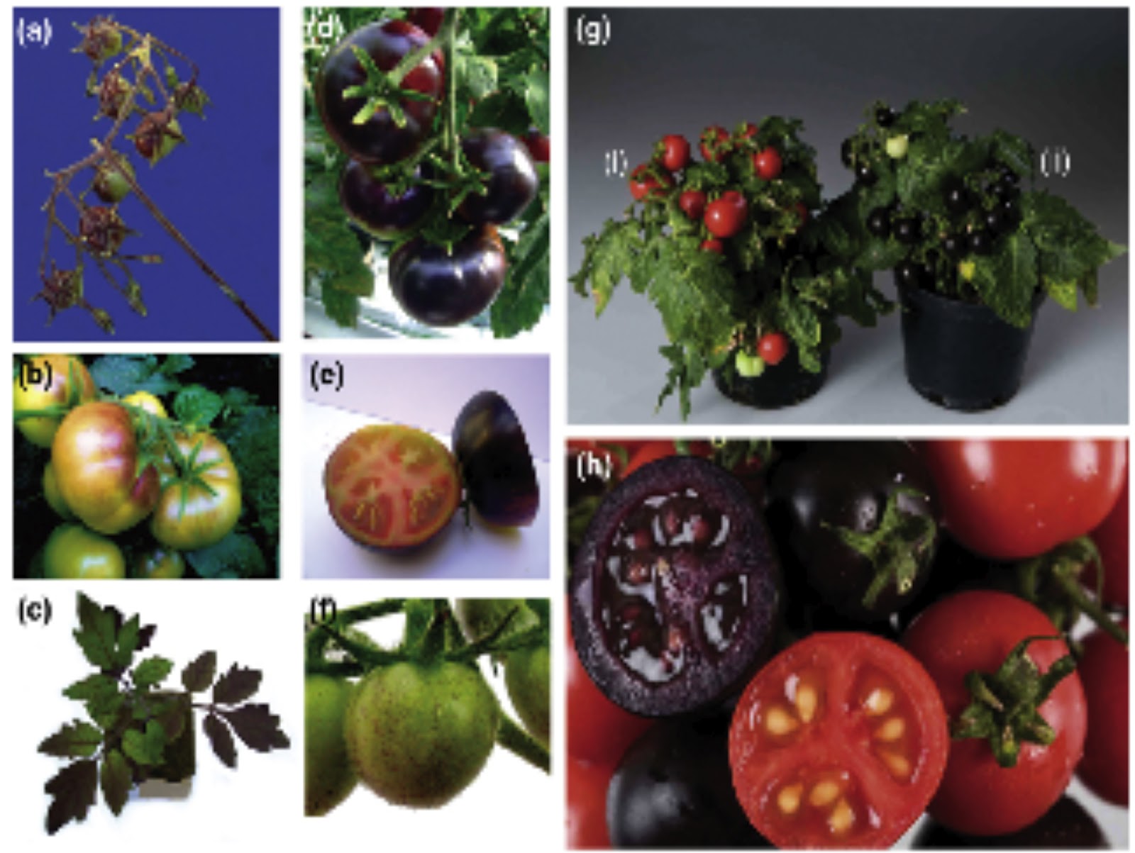 Ciencias Para El Mundo Contemporáneo: Modificación genética de plantas ...