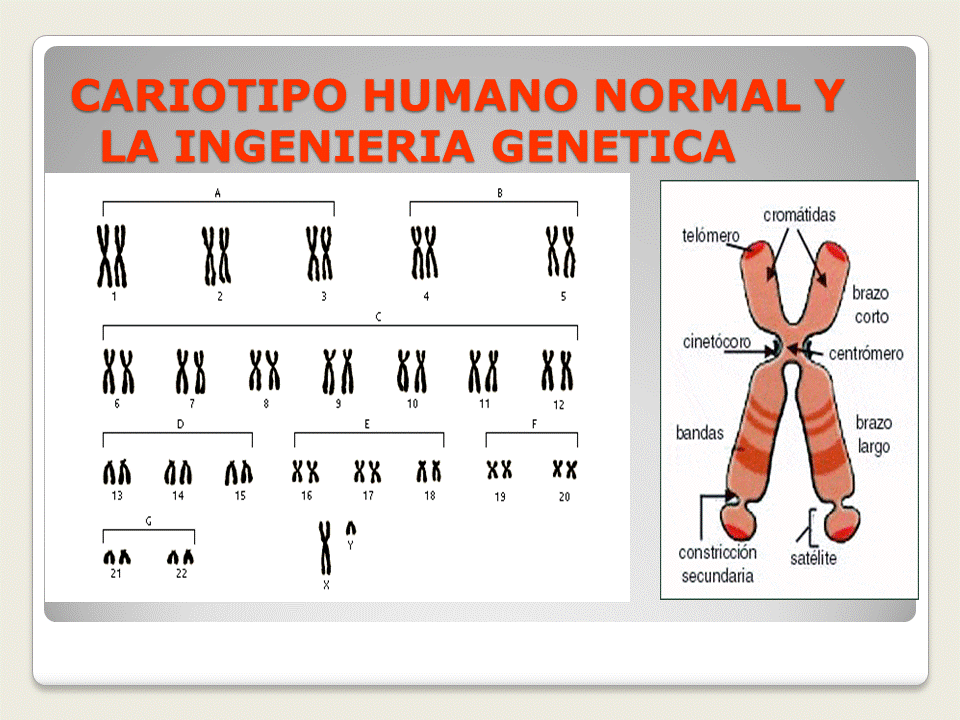 MED 031 GENETICA MEDICA: ANOMALIAS CROMOSOMICAS