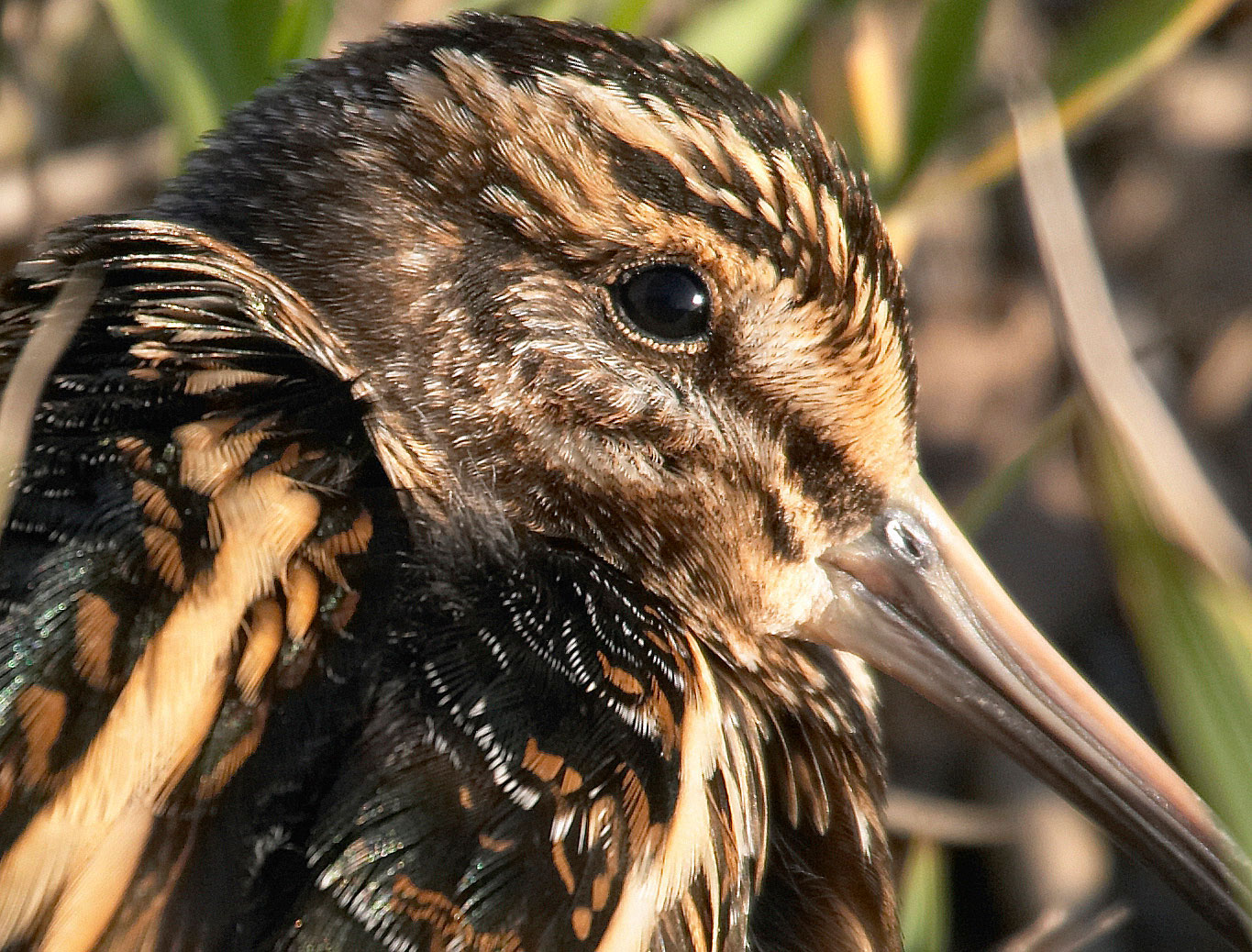 Cock of the Rock: Jack Snipe study.