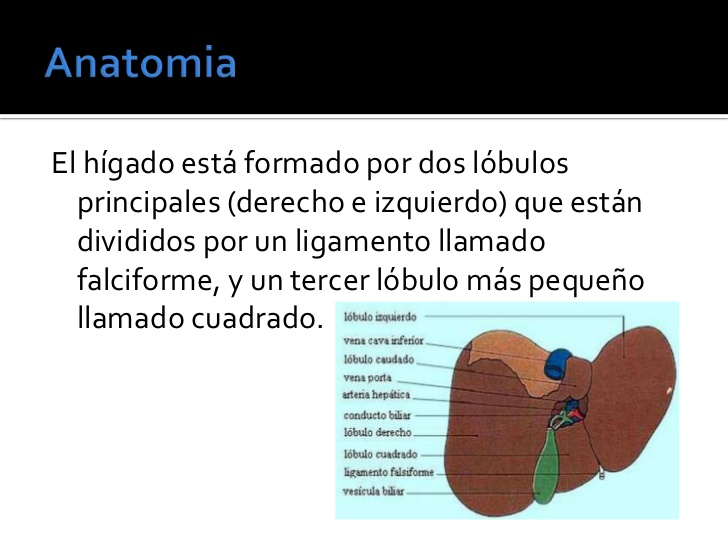 laboratorio clínico: PRUEBAS DE FUNCION HEPATICA