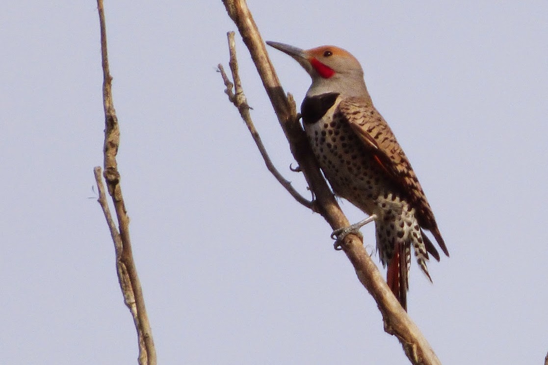 Geotripper's California Birds: Northern Flicker at the MJC Mini-wilderness