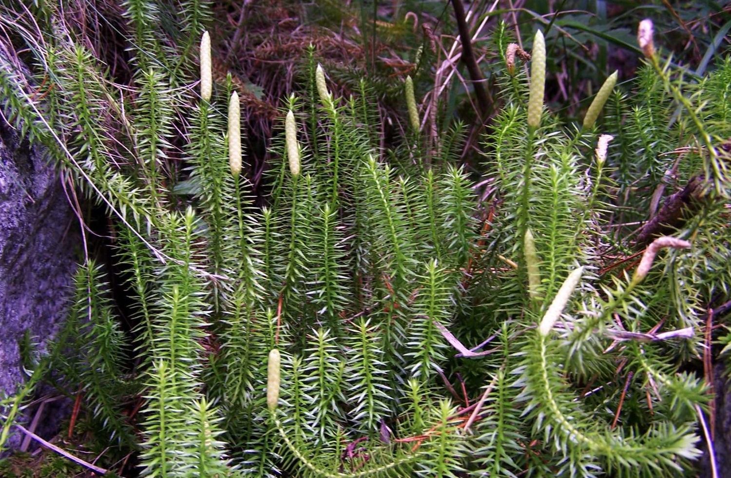 In the Company of Plants and Rocks: Pleistocene Relics in the Black Hills