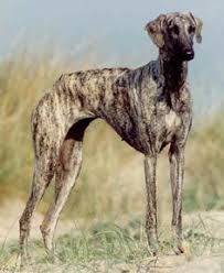 all dog facts research findings and behaviors of all breeds: RAMPUR ...