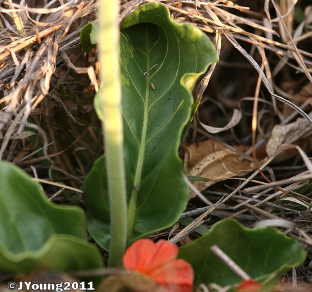 South African Photographs: Bushveld Crossandra – Crossandra ...
