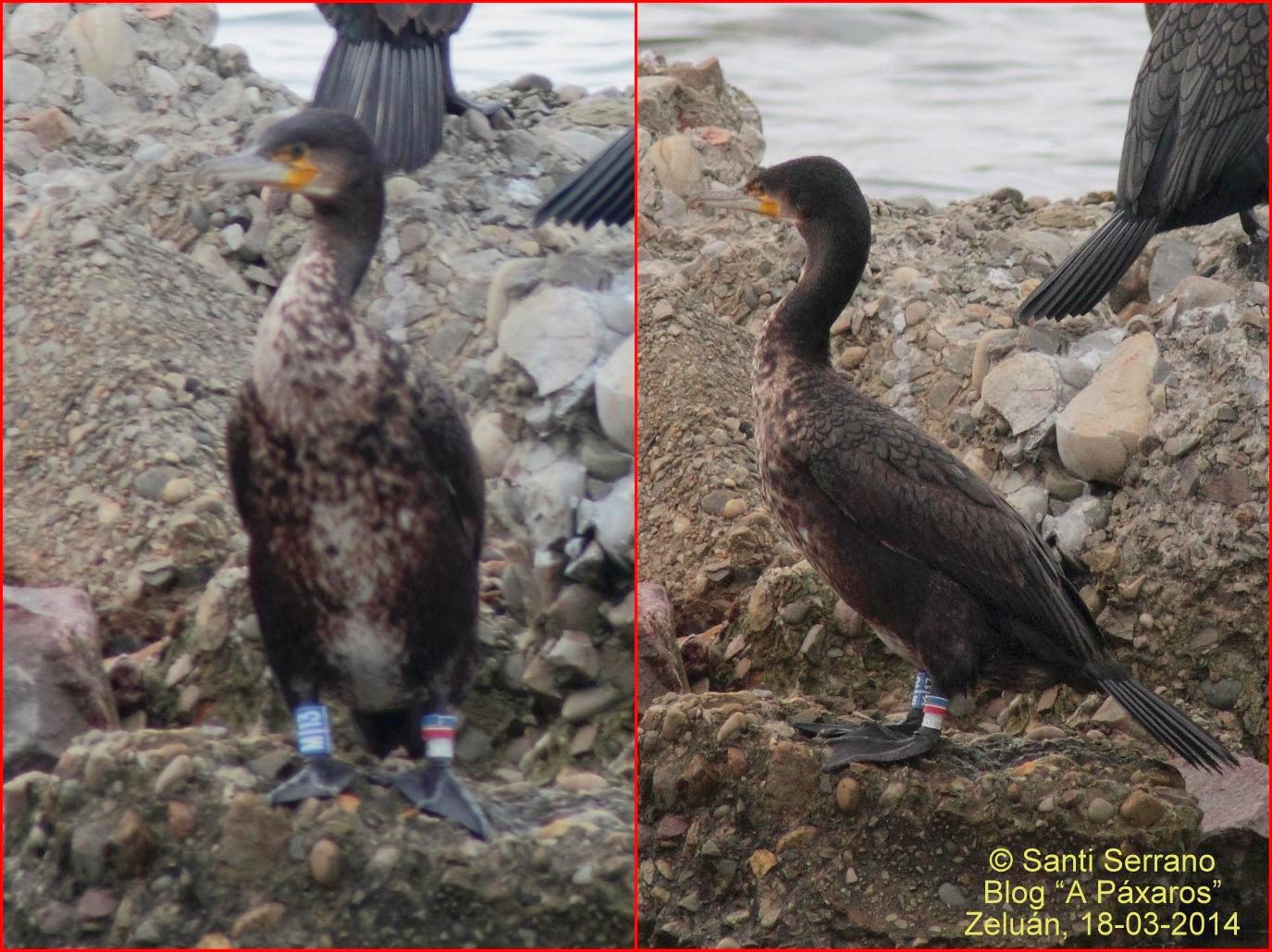 A Páxaros: Cormorán Grande anillado M13 visto desde el observatorio de ...