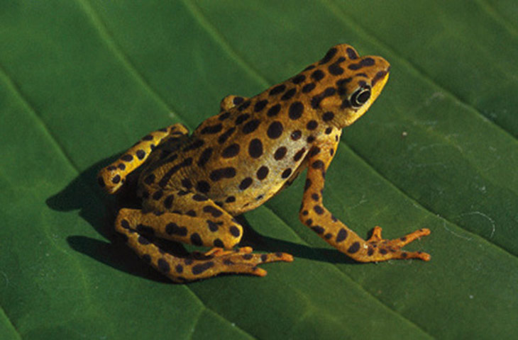 Species New to Science: Rio Pescado stubfoot toad | Atelopus balios ...