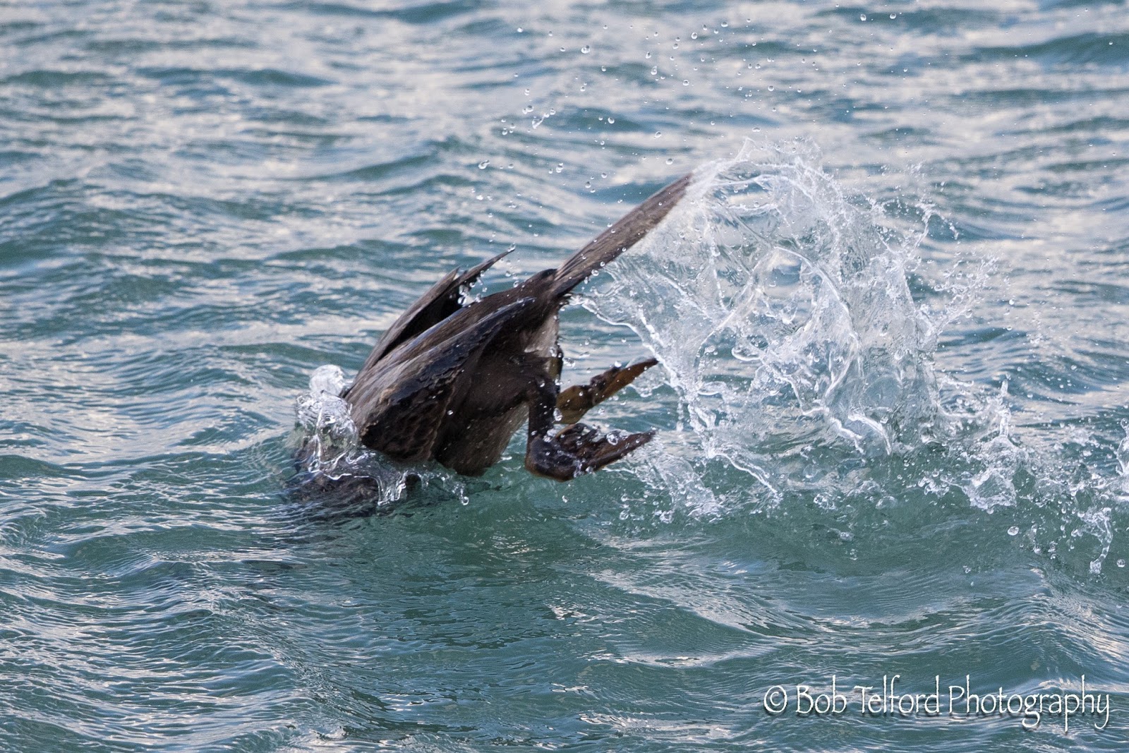 Bob's Birding Days Out