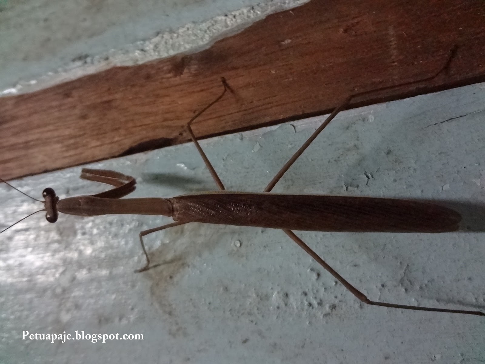 Petuapaje.blogspot.com: Mentadak Mentadu....Bagaimana Kekasih Ku?