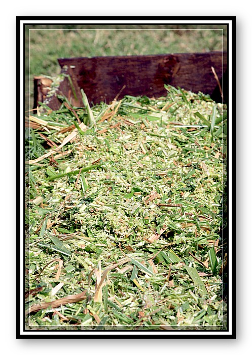 Maralfalfa Veracruz MEXICO: 5 razones para sembrar el pasto Maralfafa