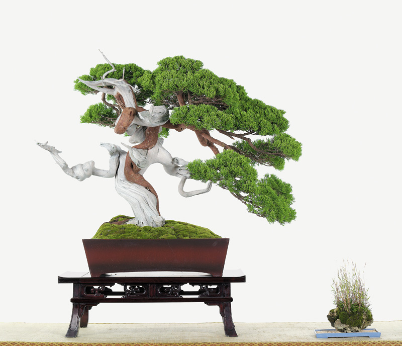 Kintall: TAIWAN BONSAI JUNIPERUS
