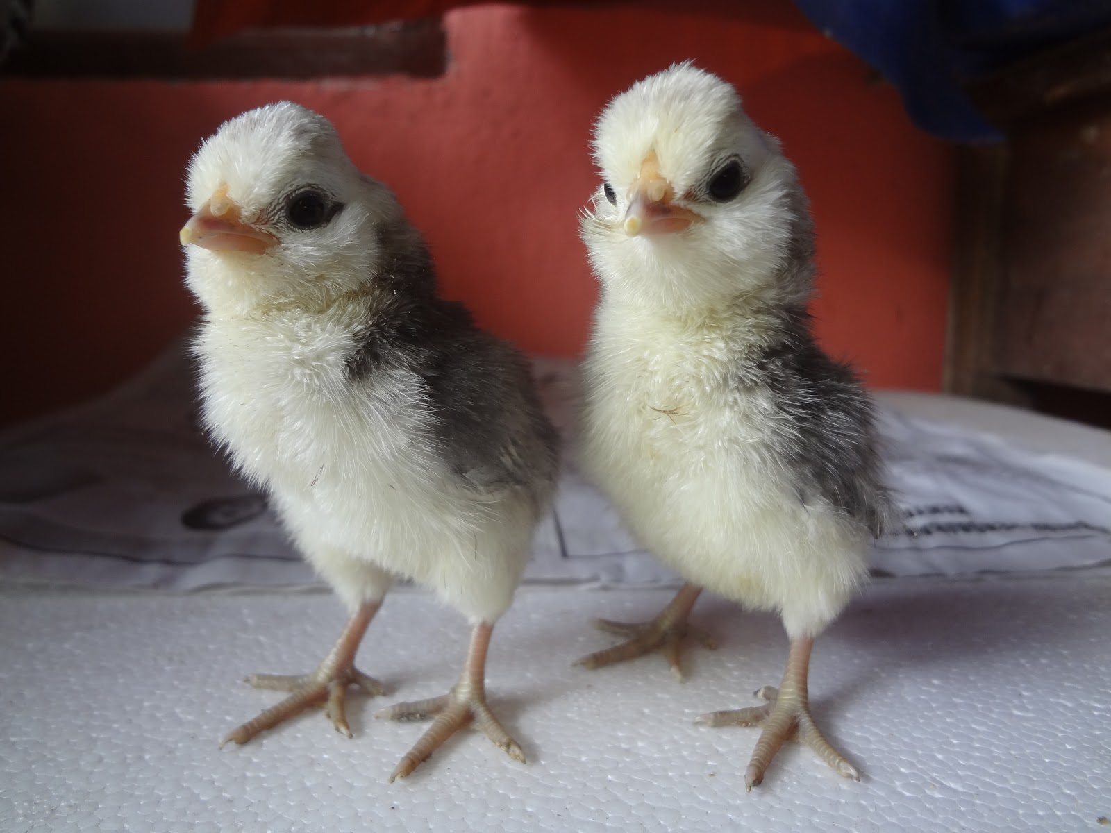 RaRe aVeS: My Bantam Collection #4 : Barbu de Watermael