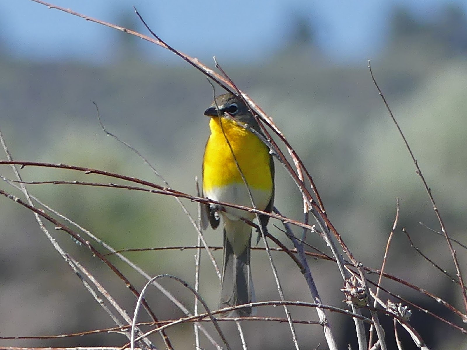 Portland Birder: Malheur May 2016
