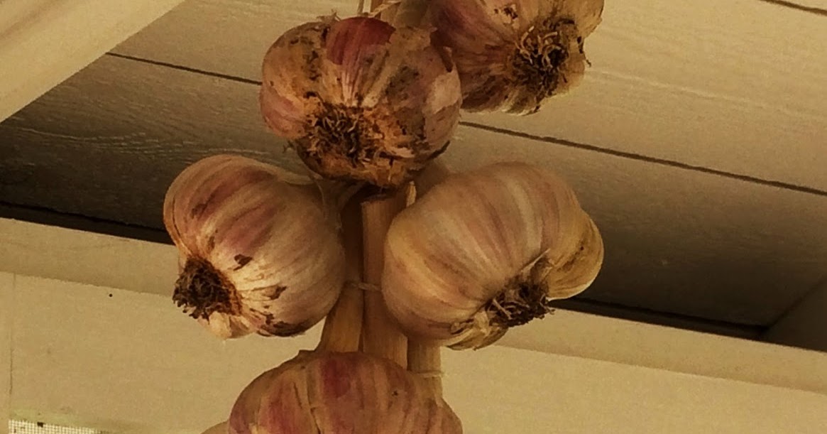 MI Lake Home Garden: How to Tie Hard-Neck Garlic for Decorative Hanging