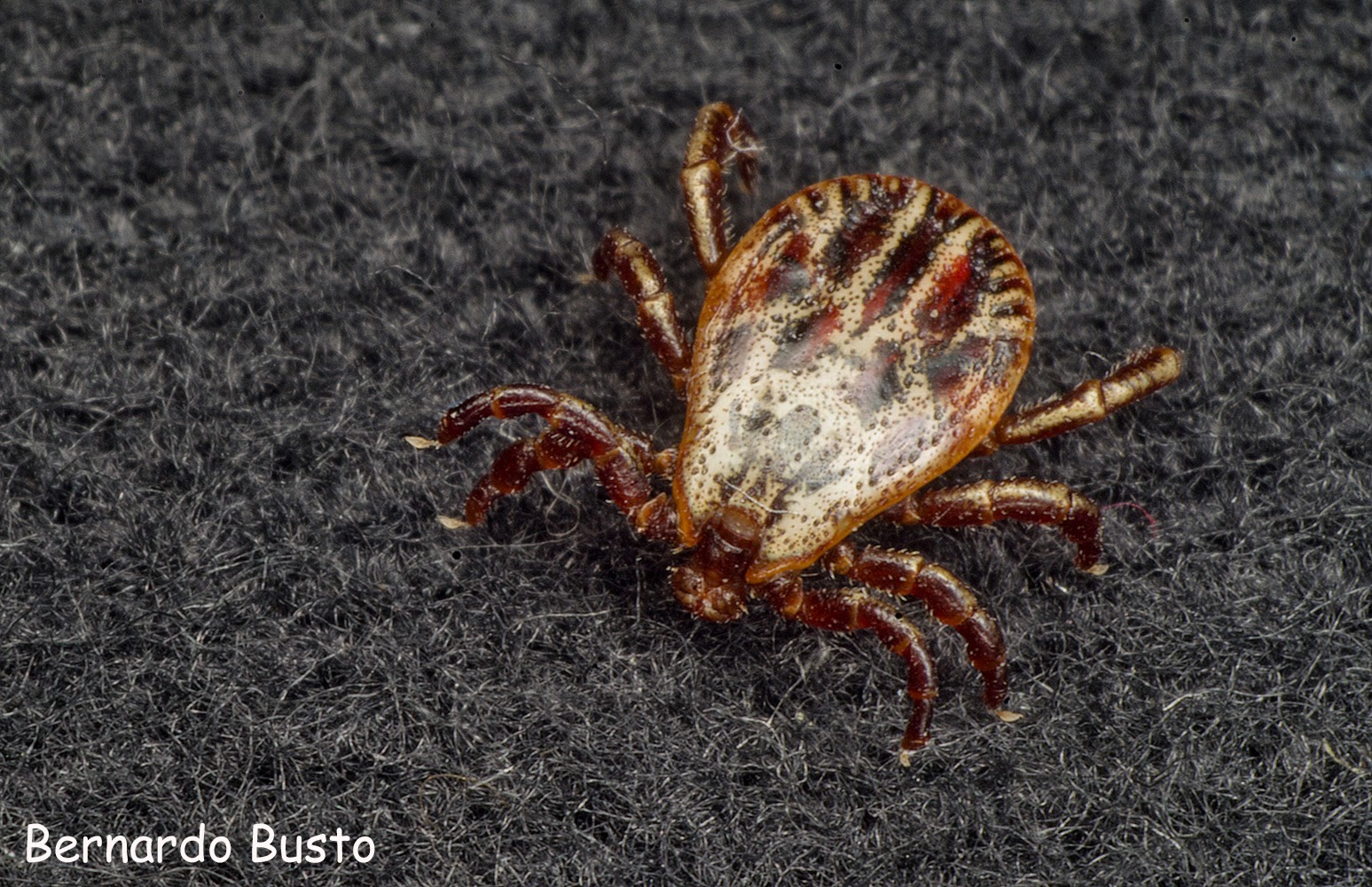 RÍA DE LA VILLA: Una Garrapata