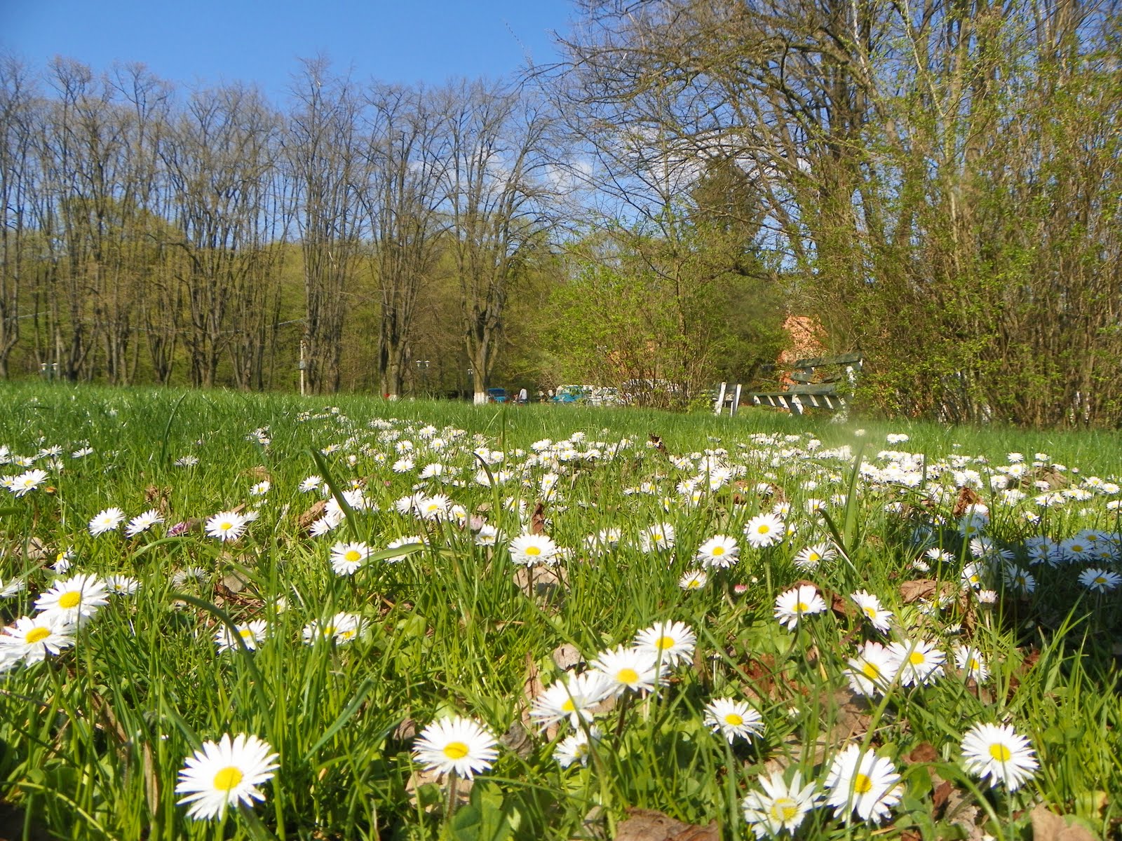 Cu Medi in bucatarie: Primavara in padure