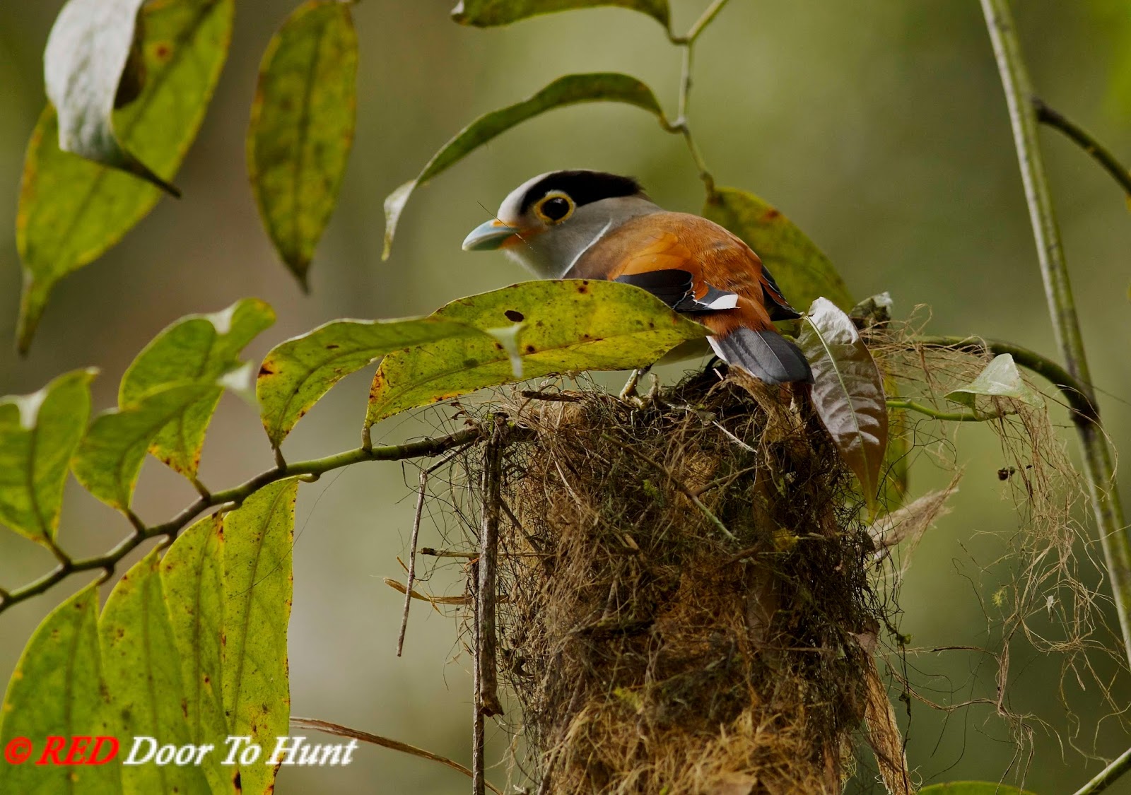 RED Door To Hunt: Rekod Bersarang Burung Takau Dada perak~Serilophus ...