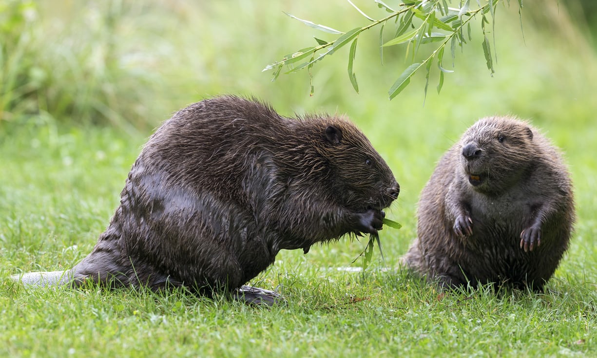 Betty Badger Blog: Beavers next on the Culling List?