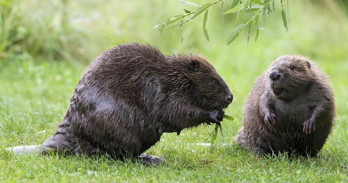 Betty Badger Blog: Beavers next on the Culling List?