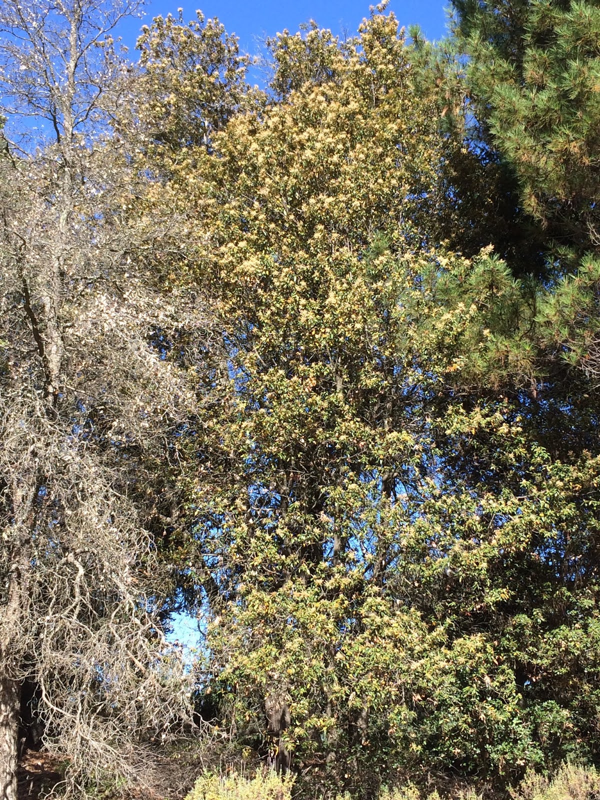 Trees of Santa Cruz County: Chrysolepis chrysophylla - Golden Chinqapin