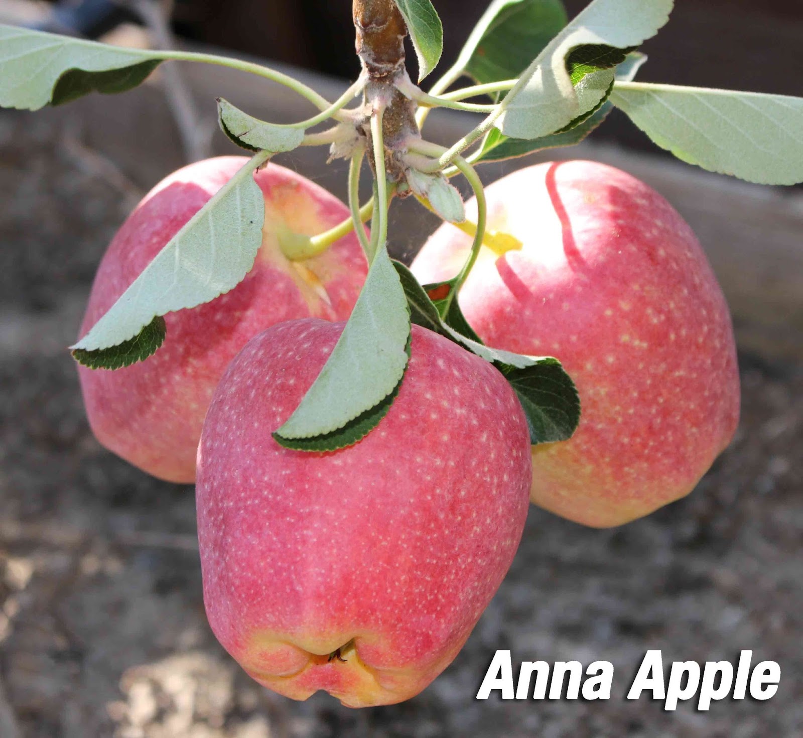 Top Five Stone Fruit Choices For Southern California- #2
