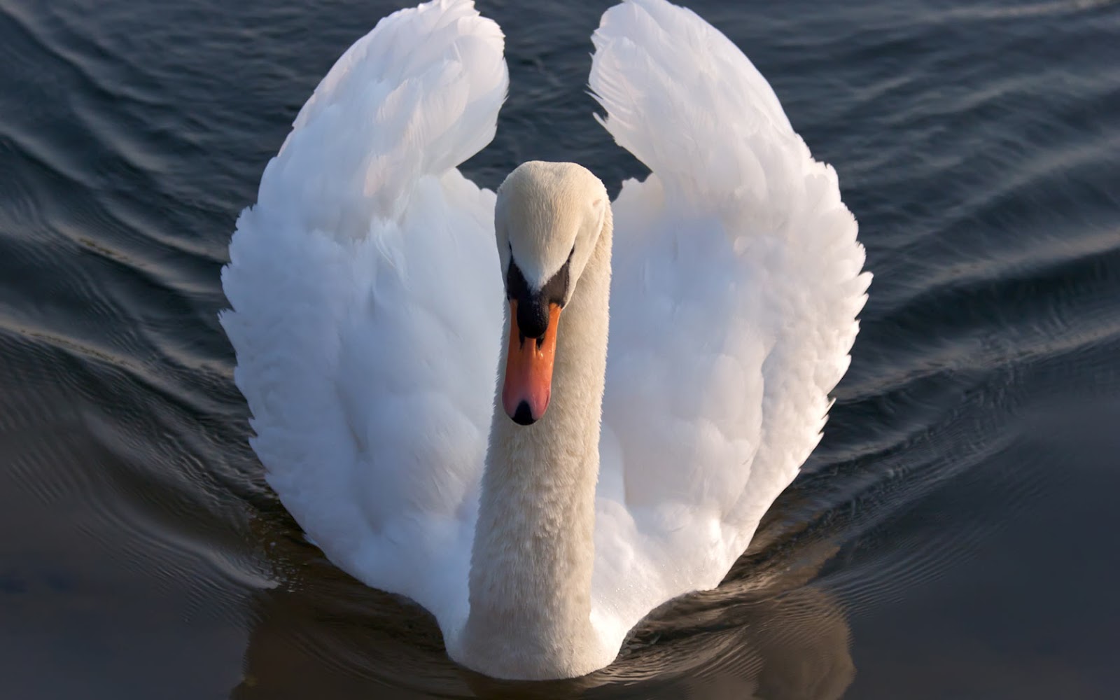 Swan | HD Wallpapers (High Definition) | Free Background