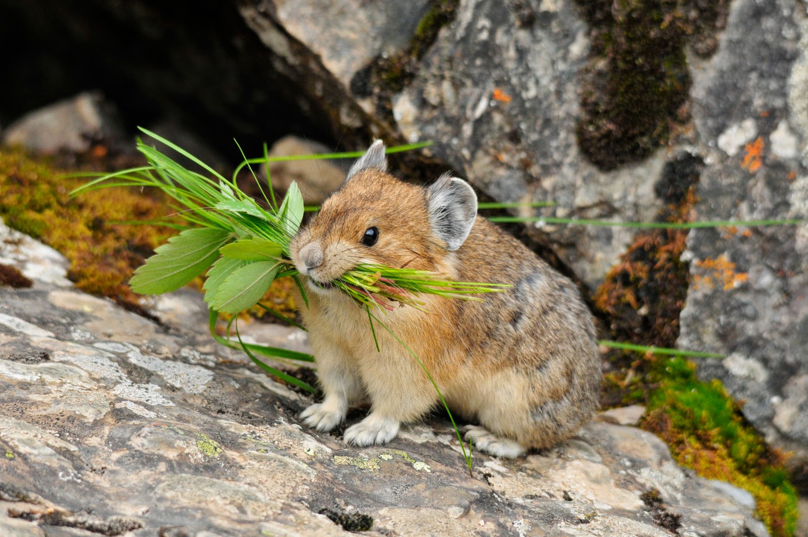 Mundo animal: Pika - Lebre assobiadora
