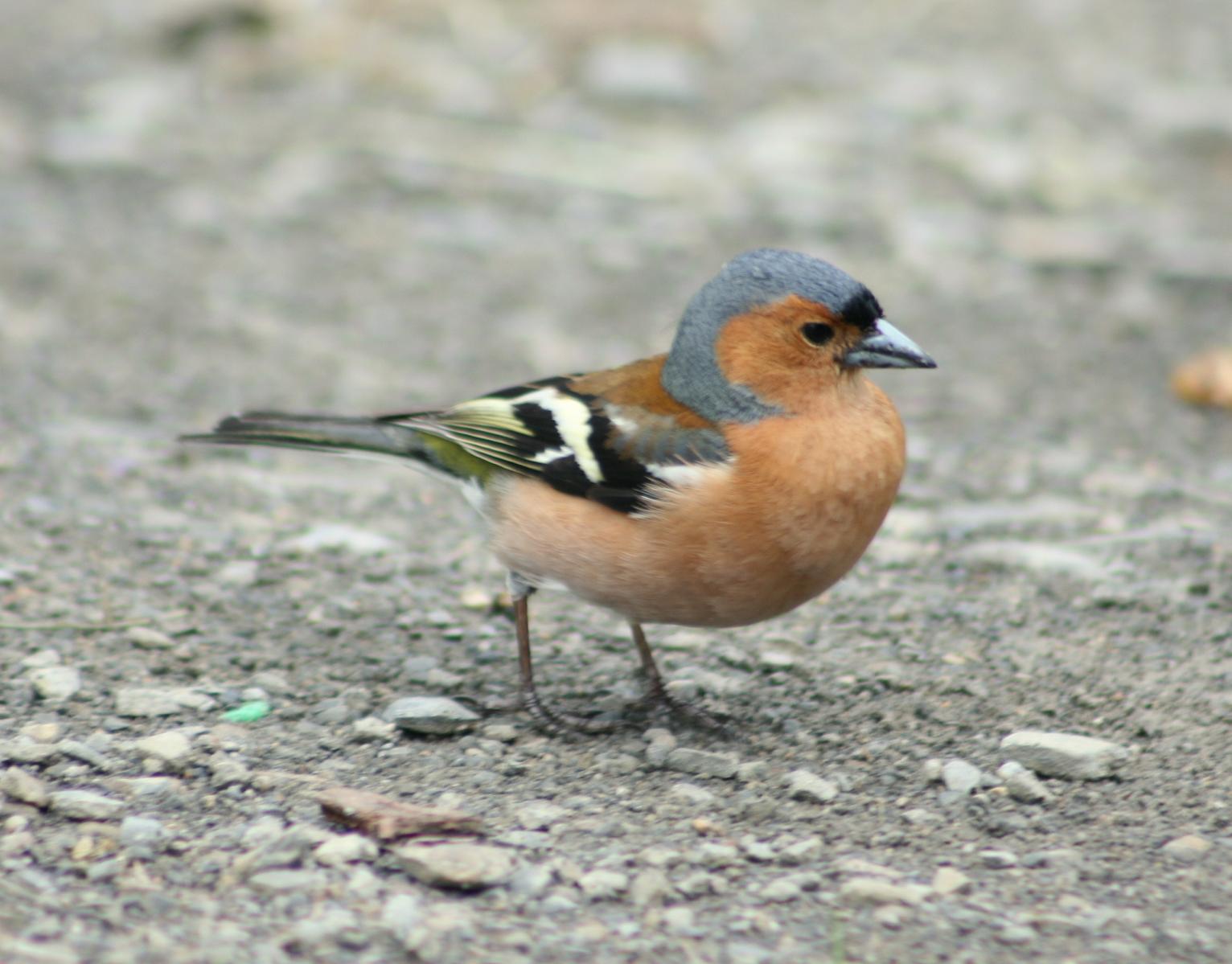A life at the shoreline. .. by Jeff Copner : 5/1/11 - 6/1/11