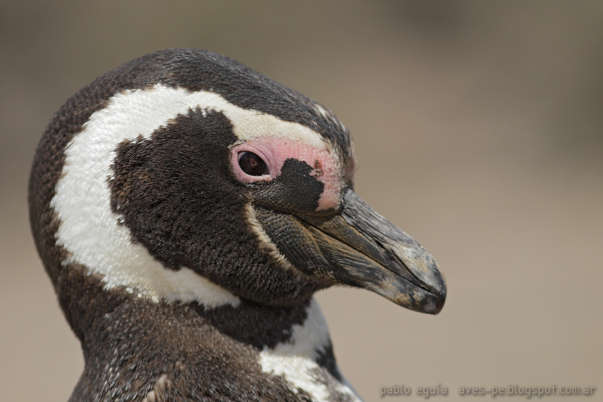 mis fotos de aves: Spheniscus magellanicus Pingüino Patagónico ...