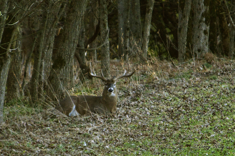 Larry Ostby's Wild Critters: For Me...The Largest Whitetail Deer Ever...