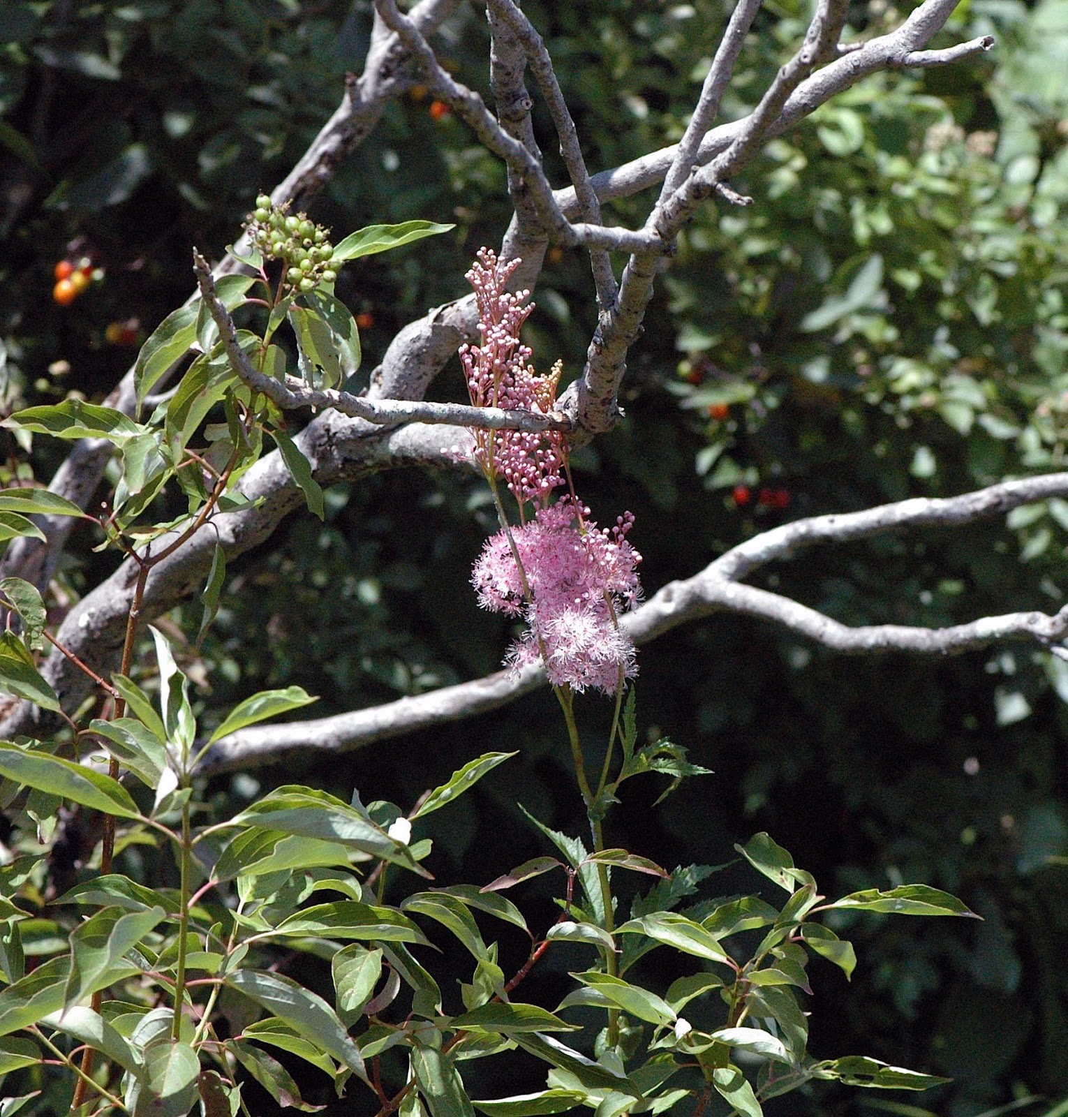 Field Biology in Southeastern Ohio: Cedar Bog