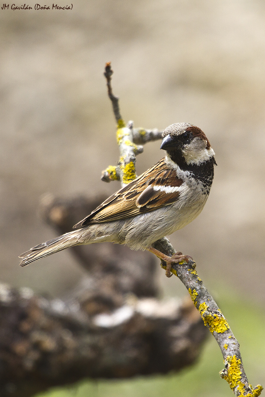 Fotografía de Naturaleza - JM Gavilán: Gorrión común (Passer domesticus)