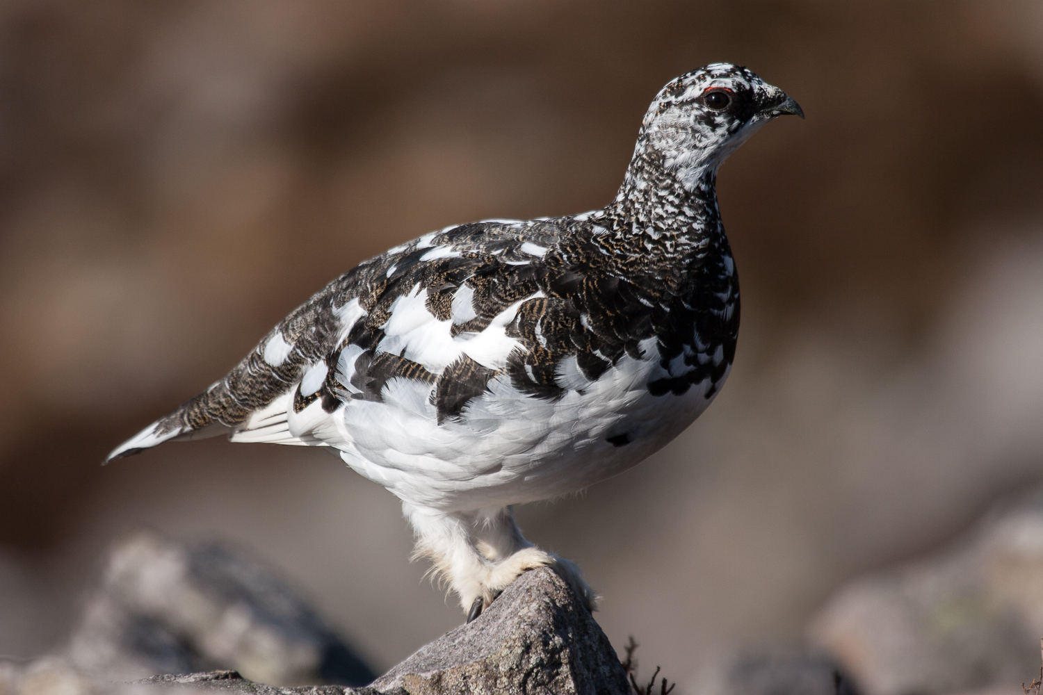 Digging into my archives - Ptarmigan (Lagopus muta)