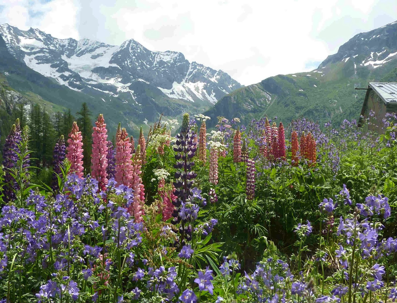A louer à Peisey-Vallandry: La station