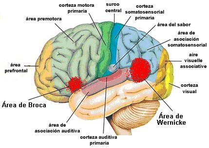ÁREA DE BROCA E ÁREA DE WERNICKE