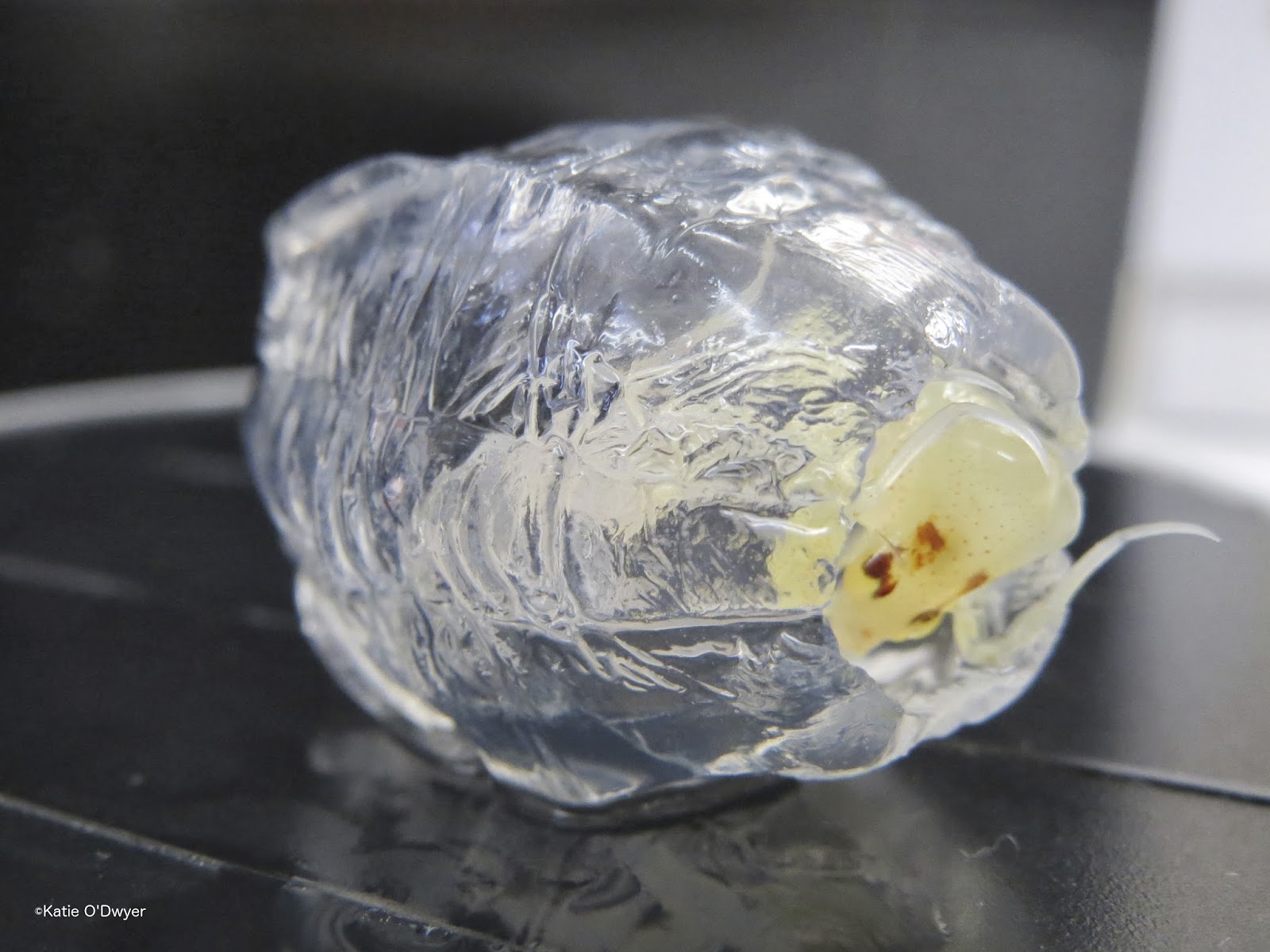 Parasite of the Day: Phronima sp.