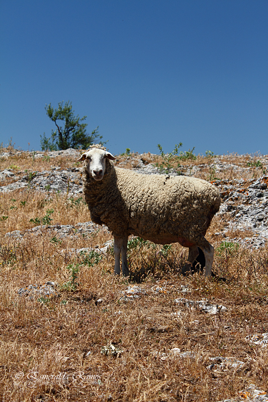 Naturaleza y fotografía: Mamá borrega