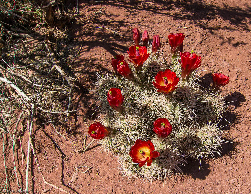 Steve Joyce's BLOG: Moab - Flowers