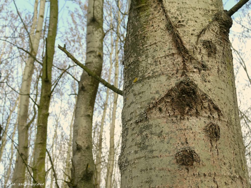 Chwile zaChwycone: Osika, topola drżąca