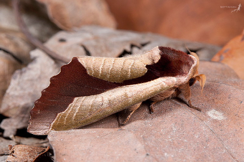 Real Monstrosities: Uropyia meticulodina. Best camouflage, ever.